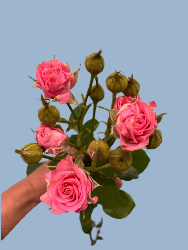 Emilia – Eurosa Farms