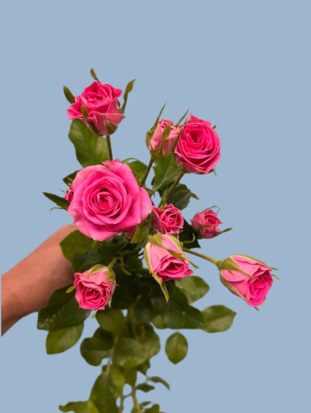 Maui – Eurosa Farms